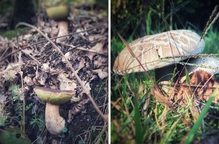 Everything you need to know about mushroom picking in Portugal
